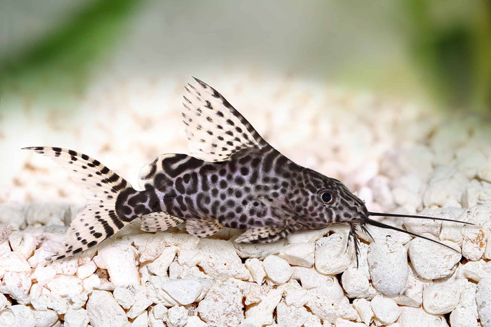 Featherfin Catfish (Synodontis eupterus) – Rodney's Tropicals